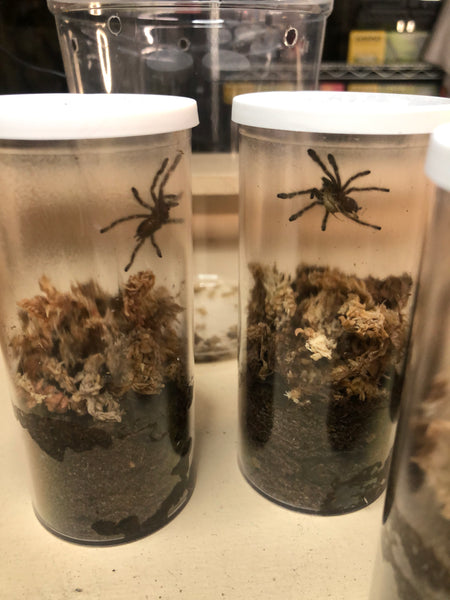 Poecilotheria subfusca HighLand - Ivory Ornamental - NV SALES ONLY ...