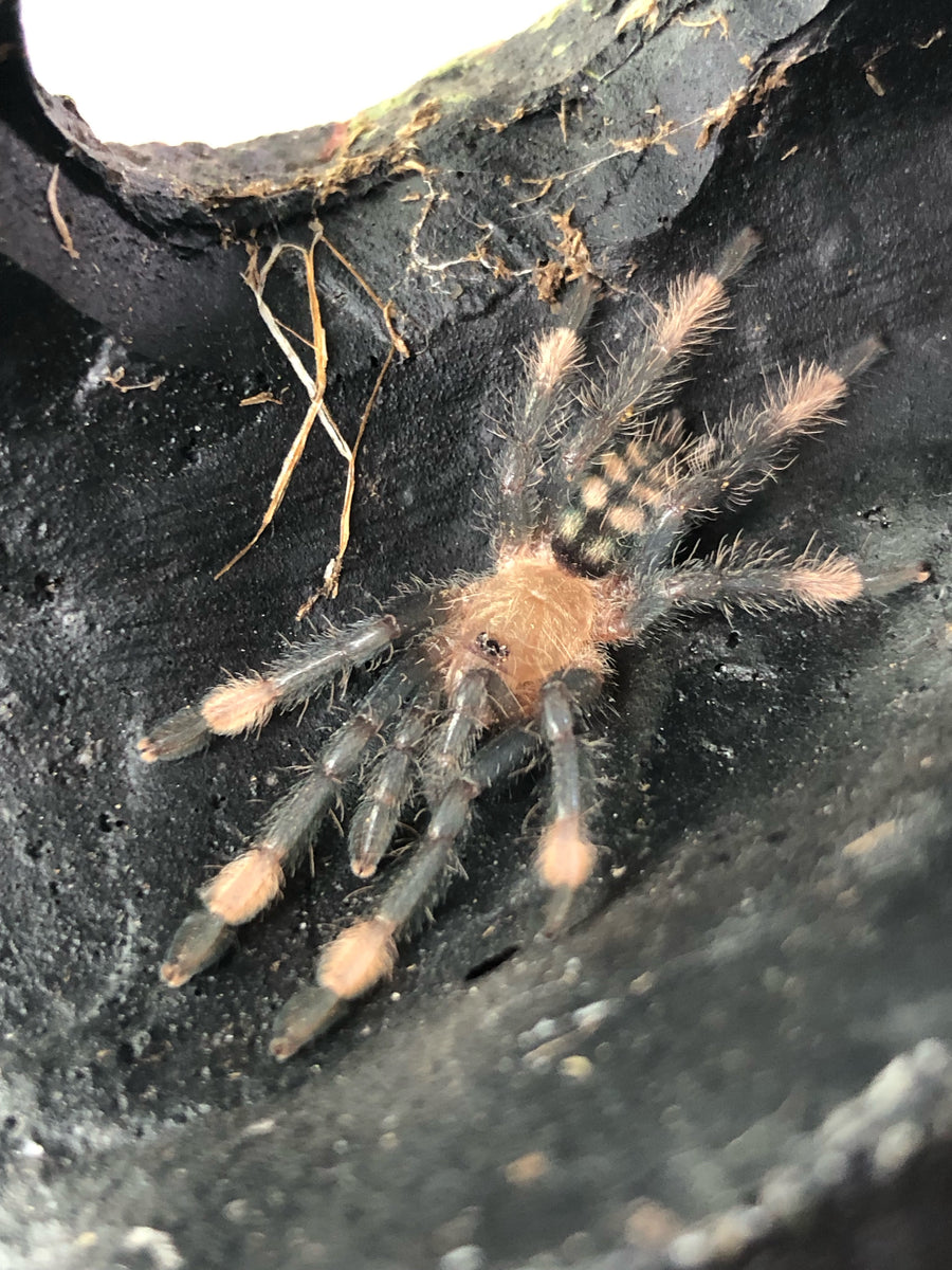 Psalmopoeus irminia - Venezuelan Suntiger – Field Life Pets Division