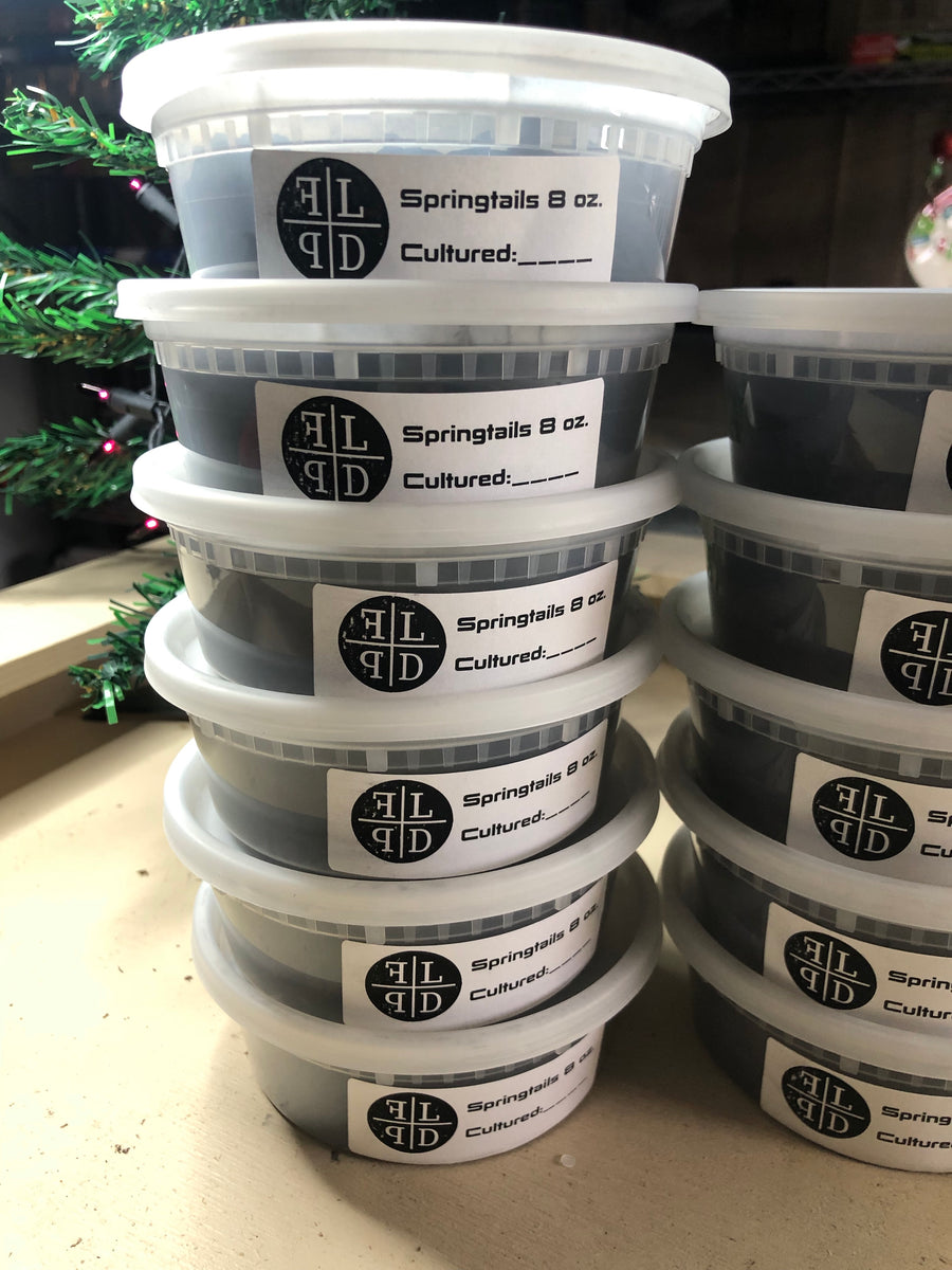 Springtails, Tropical White (Collembola sp.) – Field Life Pets Division