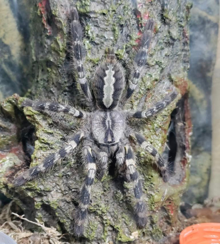 Poecilotheria regalis - Indian Ornamental – Field Life Pets Division