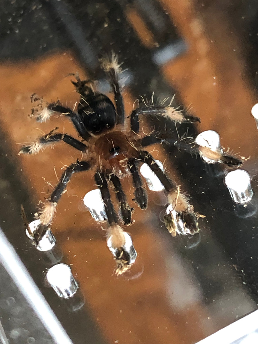 Psalmopoeus irminia - Venezuelan Suntiger – Field Life Pets Division